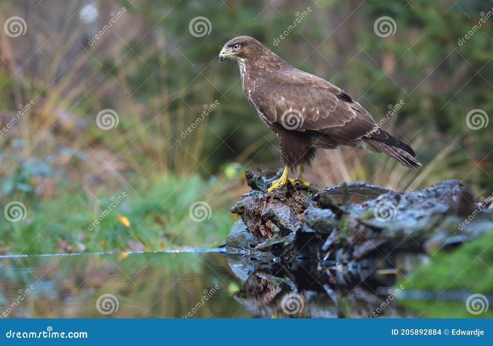 Buzzard in a Dutch Forest, Bird of Prey Stock Photo - Image of dutch ...