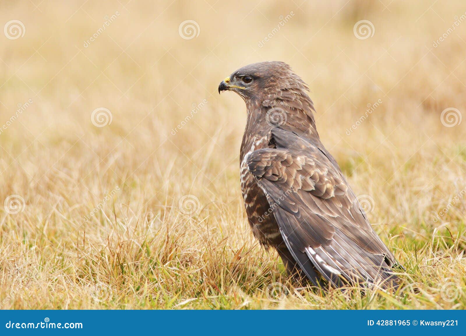 Common buzzard stock image. Image of nature, beast, face - 42881965
