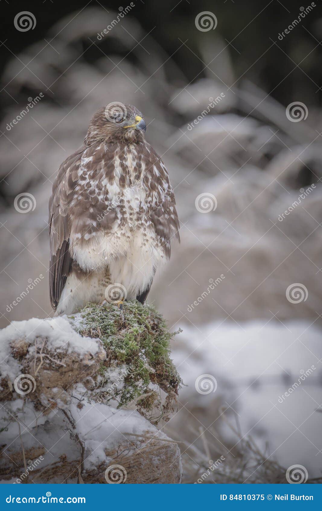 Common buzzard in winter stock image. Image of buteo - 84810375
