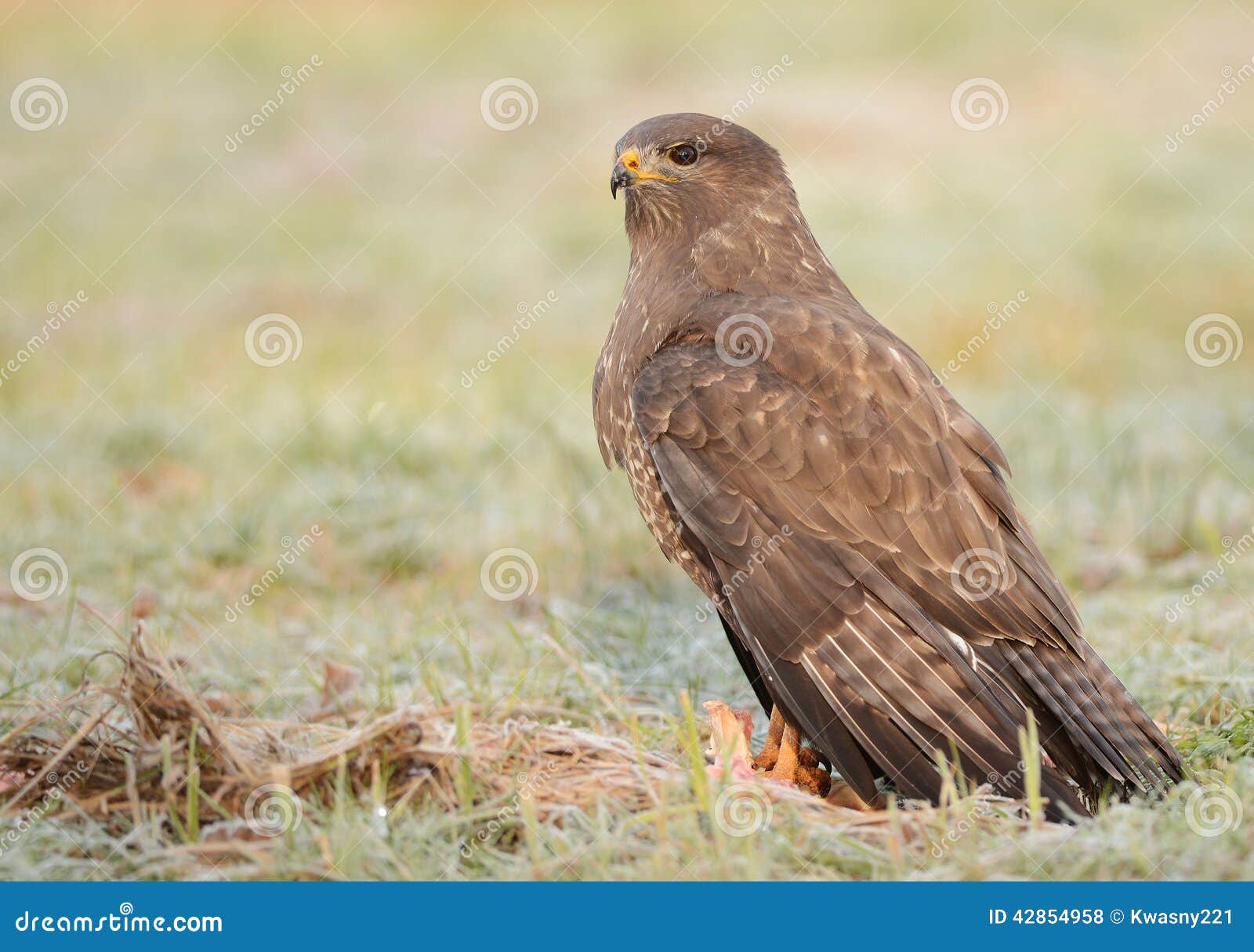 Common buzzards stock photo. Image of look, domination - 42854958