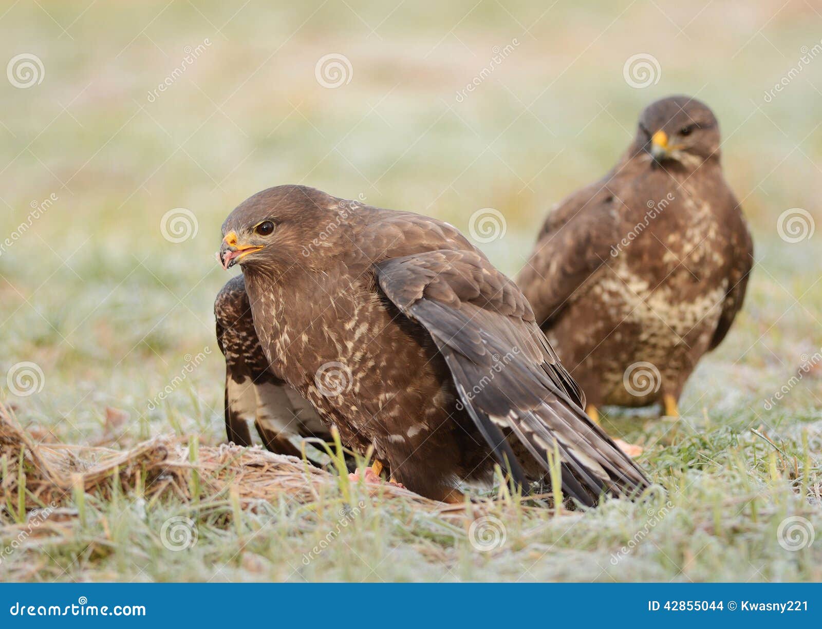 Common buzzards stock photo. Image of battleground, common - 42855044