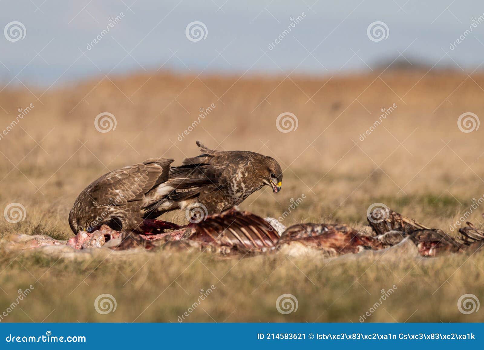 Common Buzzards Eating Meat Stock Image - Image of fauna, animal: 214583621