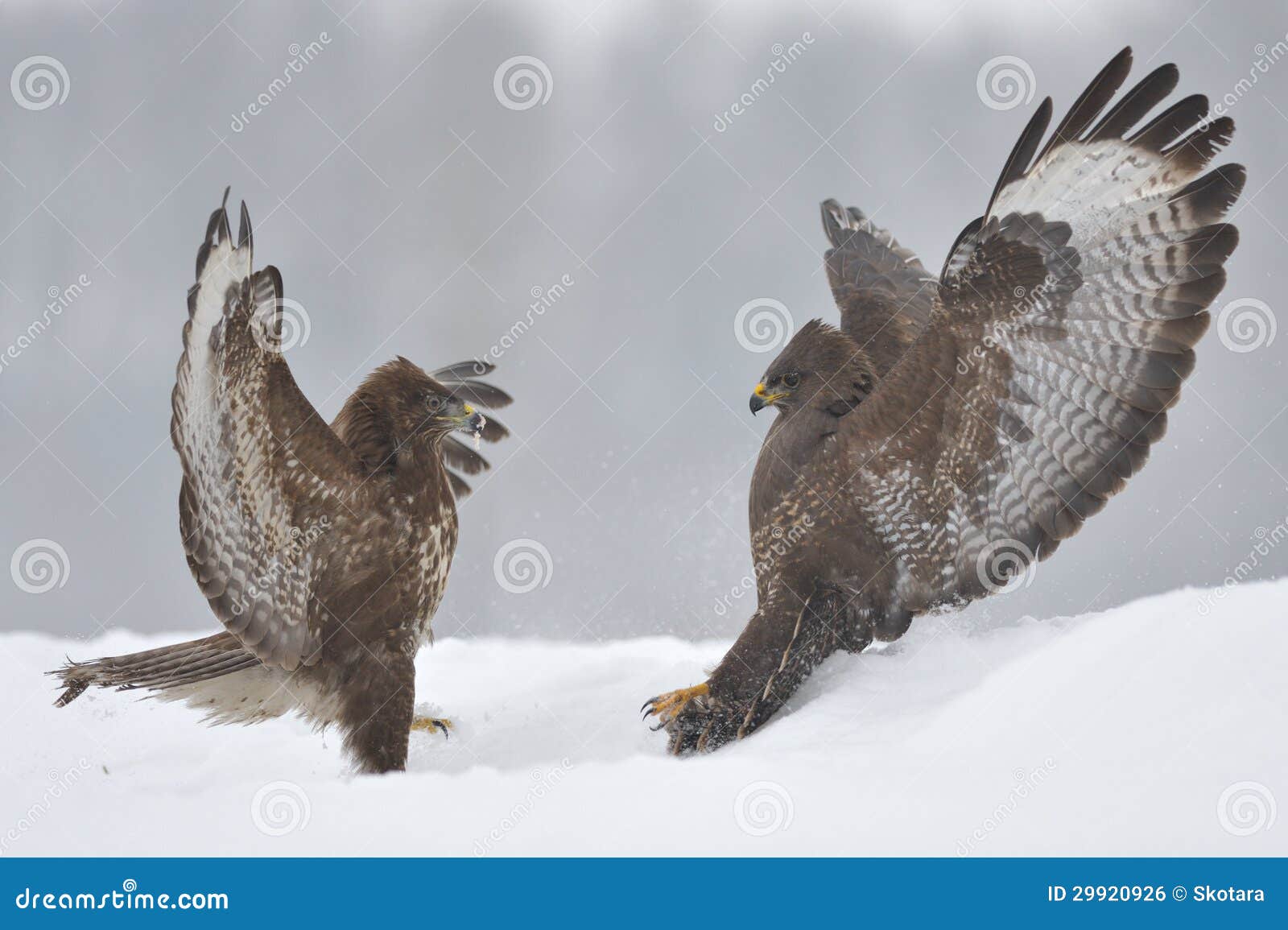 Buzzards fight stock photo. Image of fight, struggle - 29920926