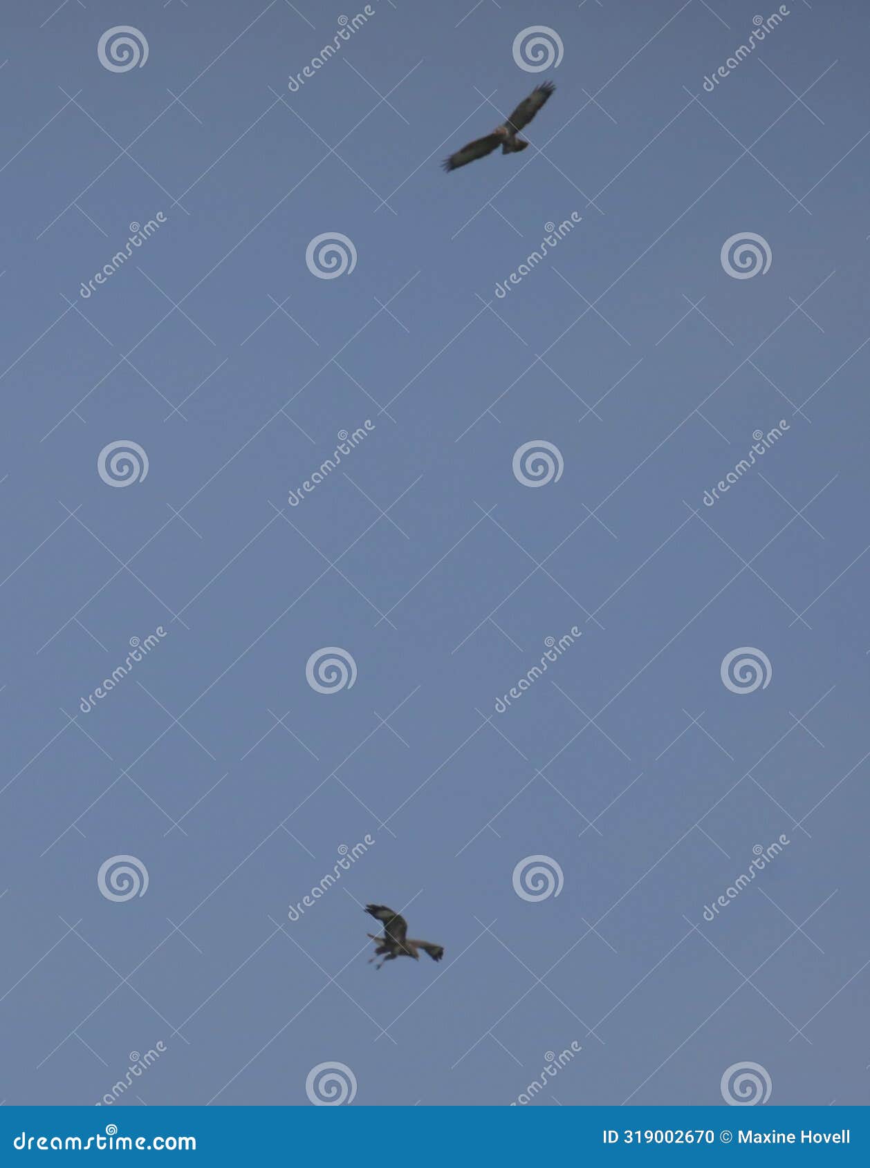 Common buzzards in flight stock photo. Image of avians - 319002670