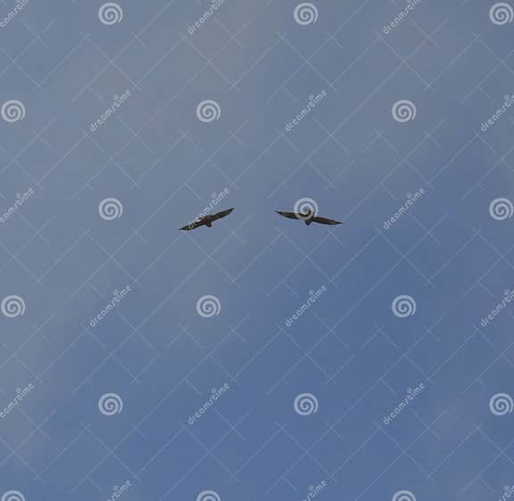 Common buzzards in flight stock photo. Image of wildlifephotography ...