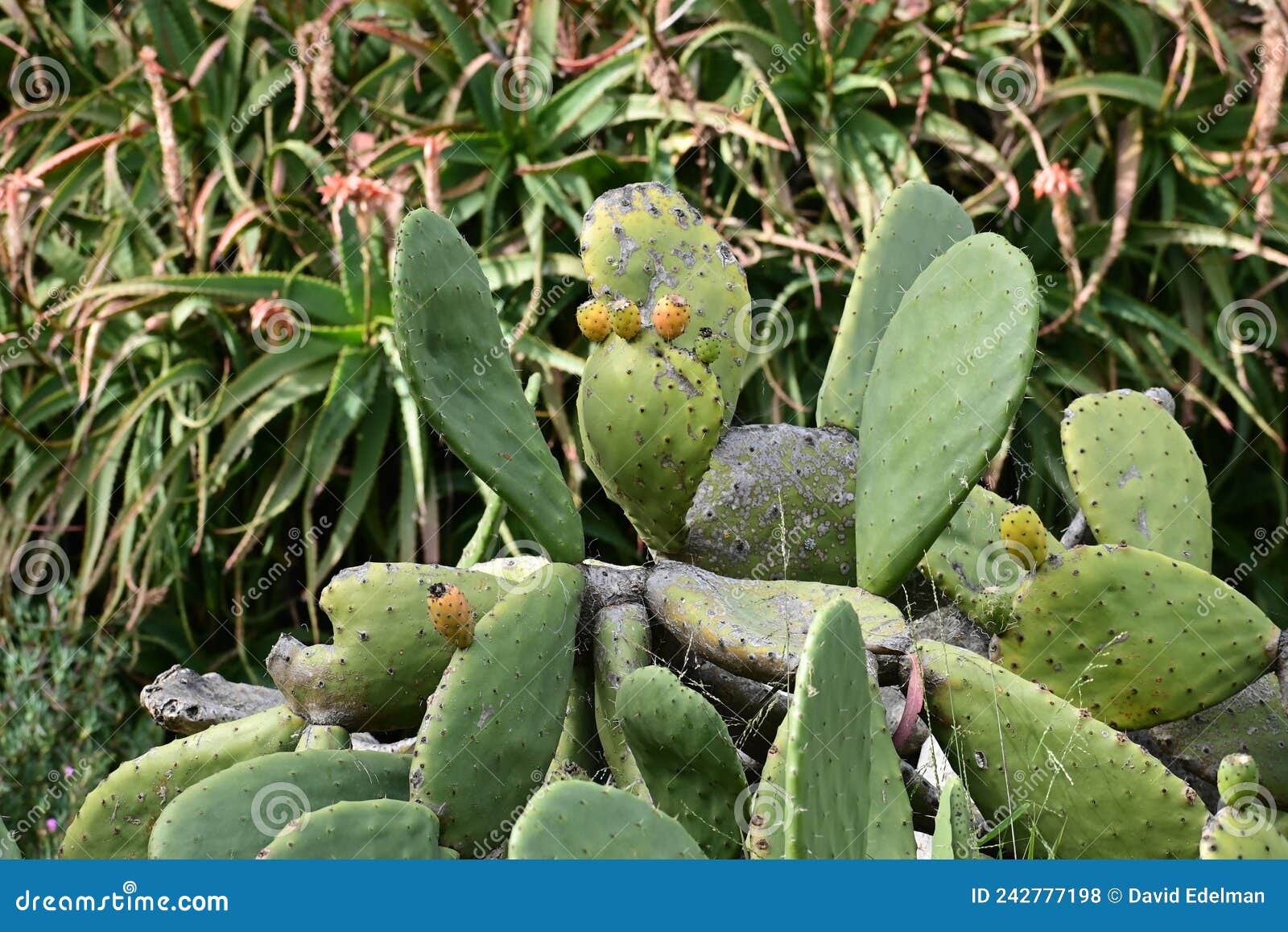 Common Cactus, 4. stock photo. Image of groups, back - 242777198