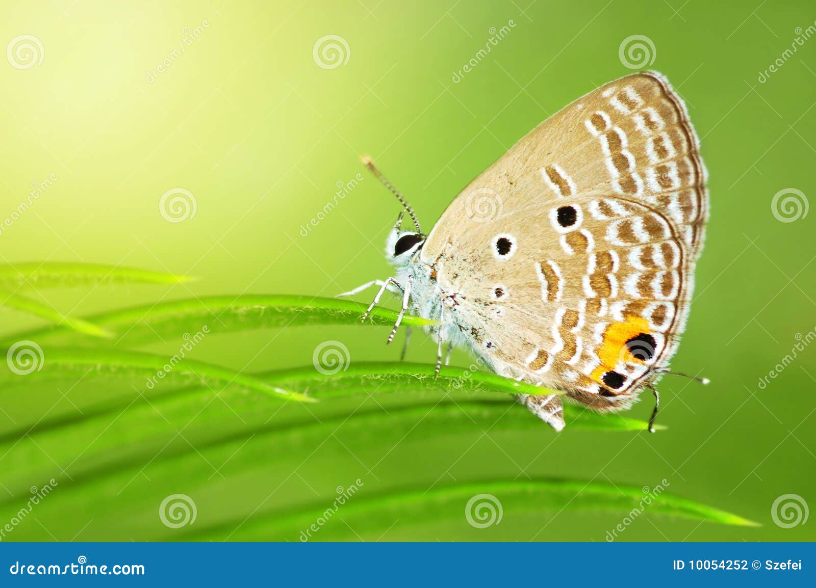 Common Caerulean Butterfly (Jamides Celeno) Stock Photo - Image of ...