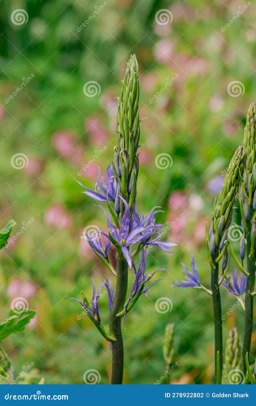 Common Camas - Small Camas (Camassia Quash), Drumbeg Provincial Park ...