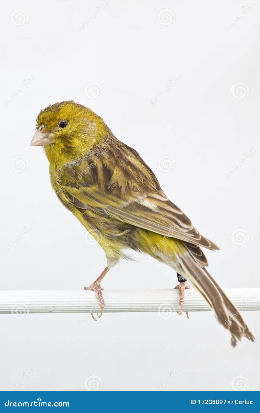 Common canary stock image. Image of captivity, domestic - 17238897