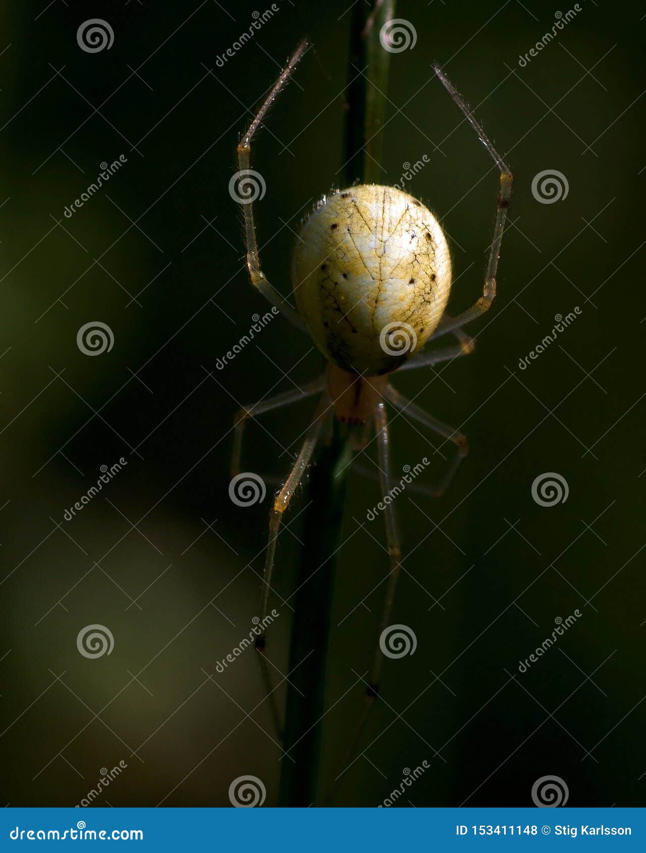 Common Candy-striped Spider Enoplognatha Ovata Stock Photo - Image of ...