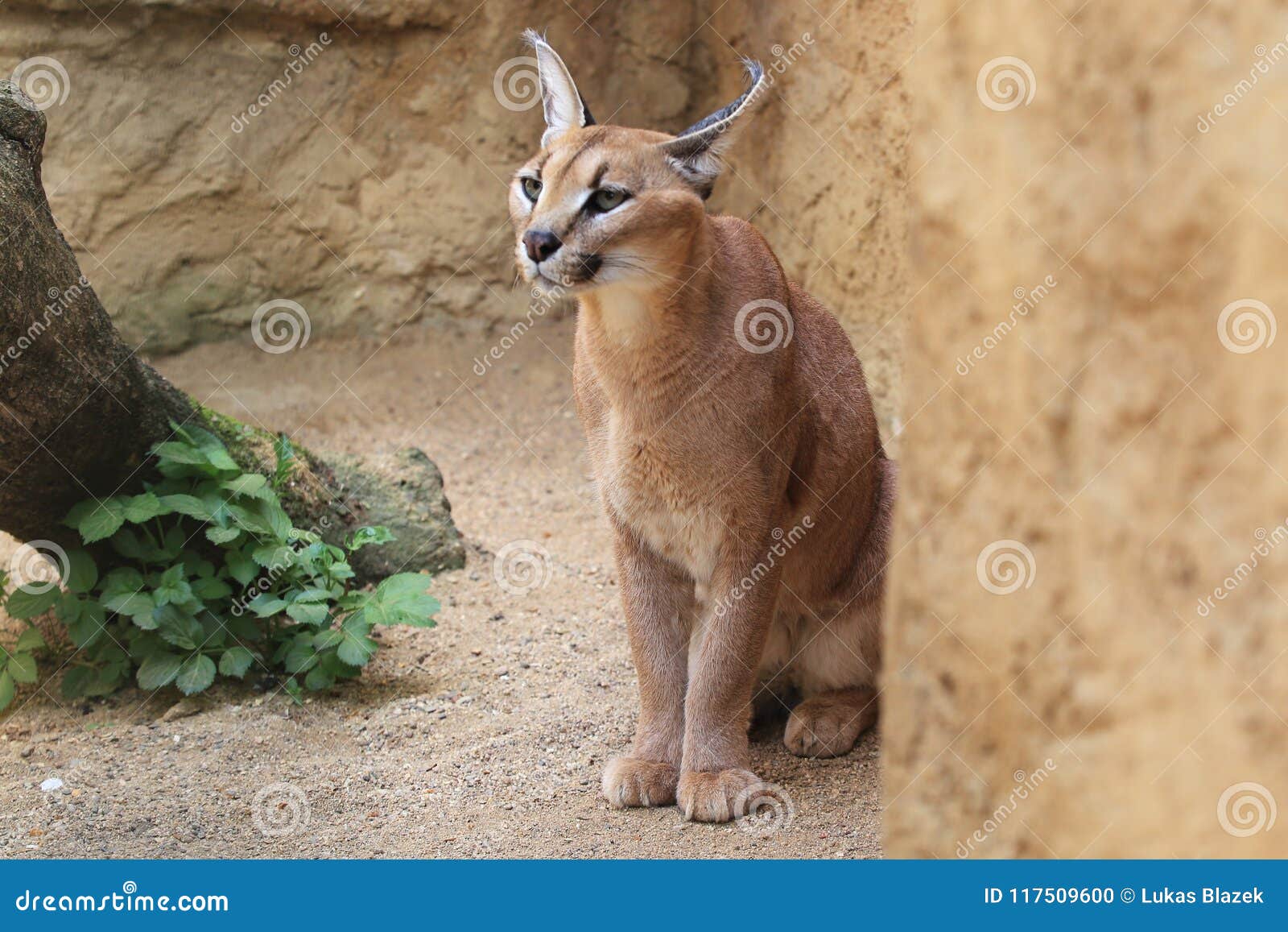 Common caracal stock photo. Image of mammal, adult, wild - 117509600