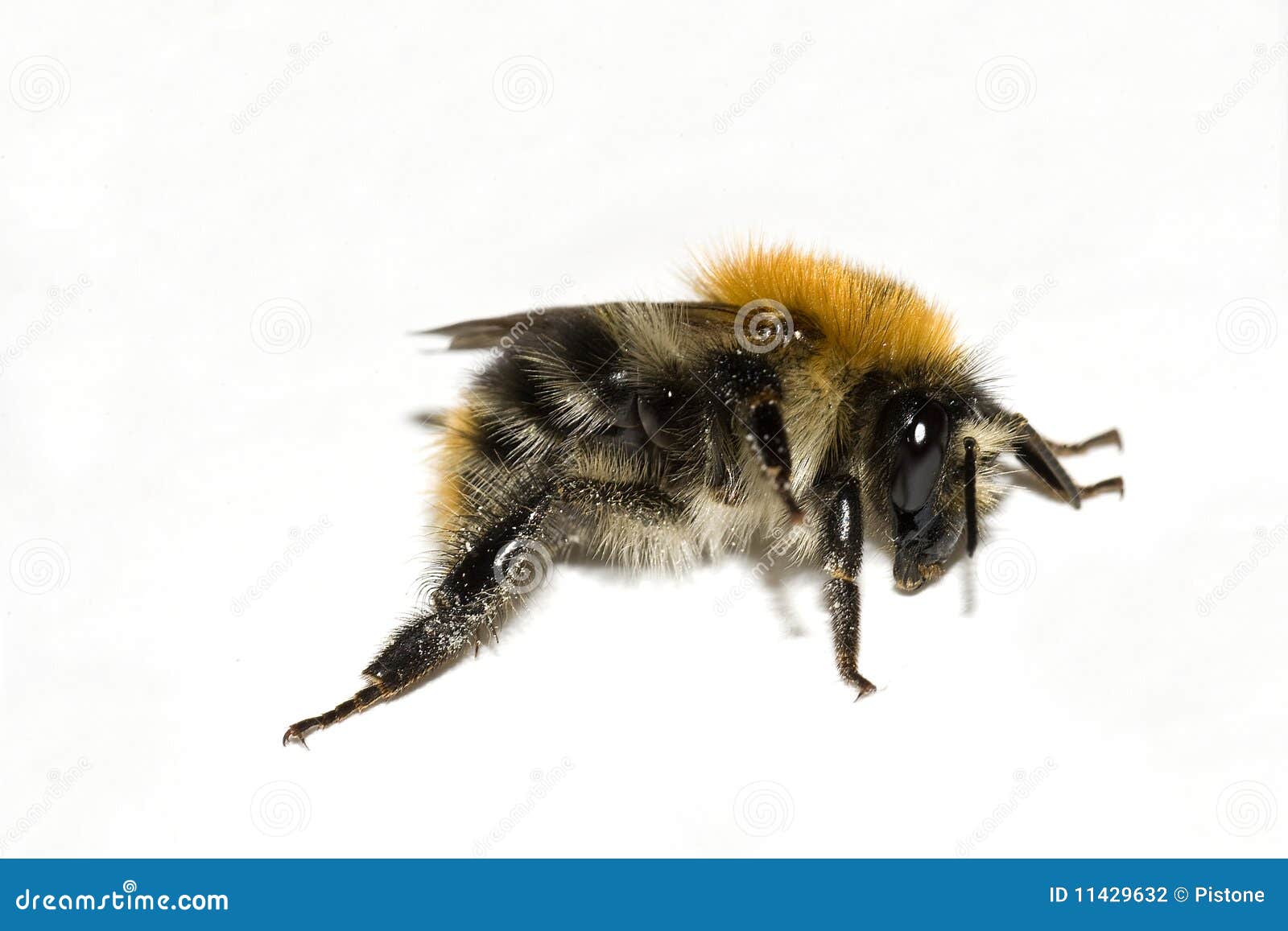 Common Carder Bee stock photo. Image of close, details - 11429632