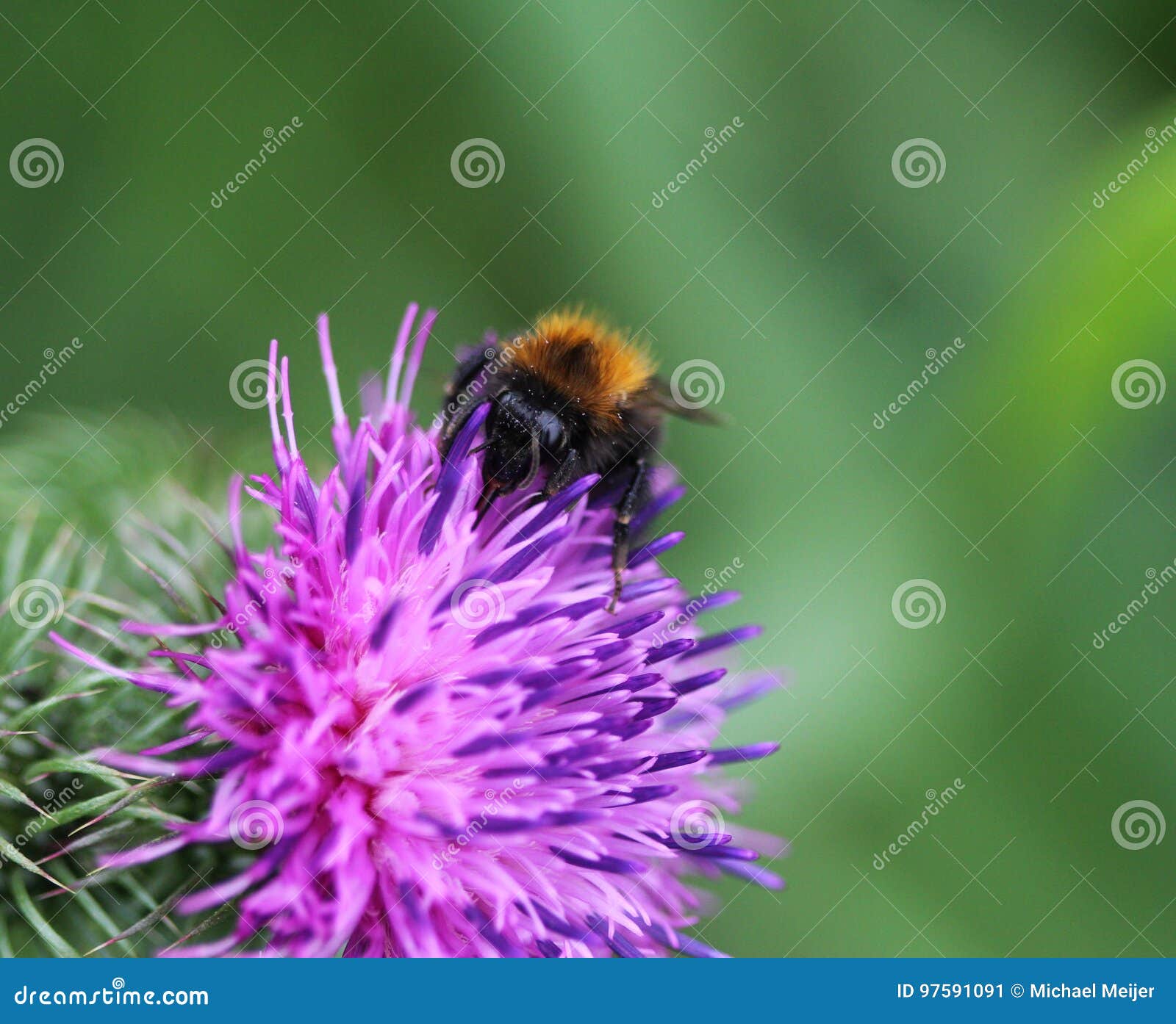 Common carder bee stock image. Image of carder, head - 97591091
