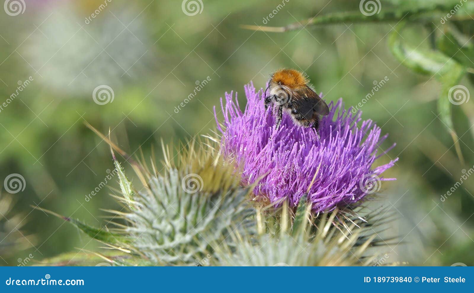 Common Carder Bee on a Scottish Thistle in Field Stock Photo - Image of ...
