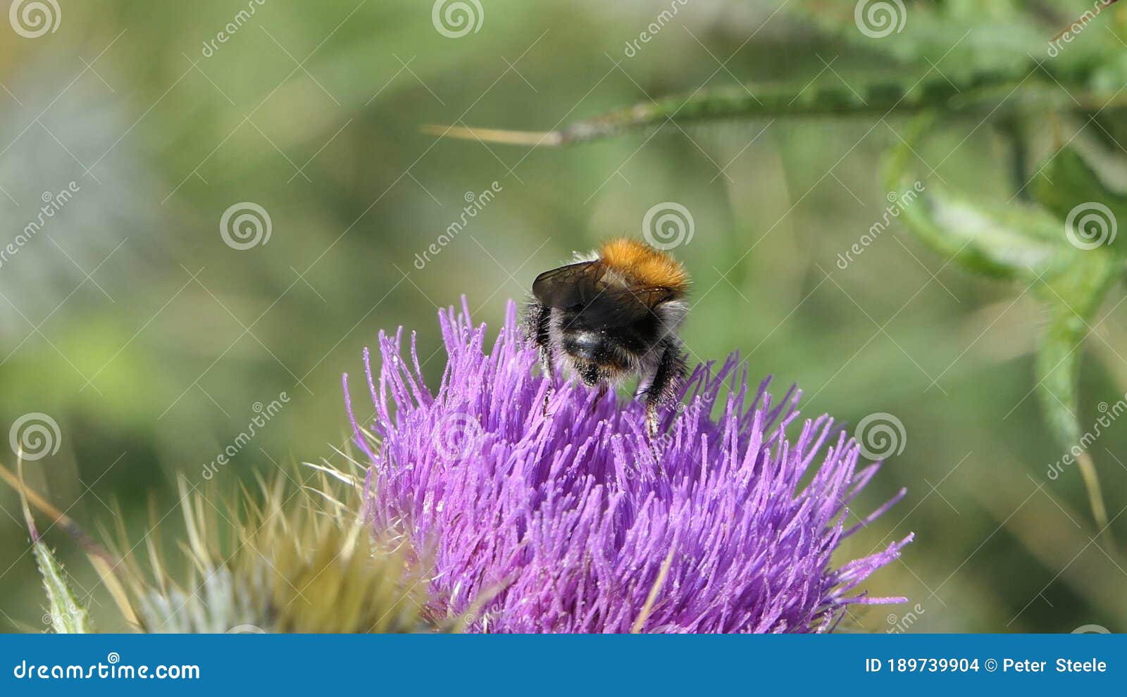 Common Carder Bee on a Scottish Thistle in Field Stock Photo - Image of ...