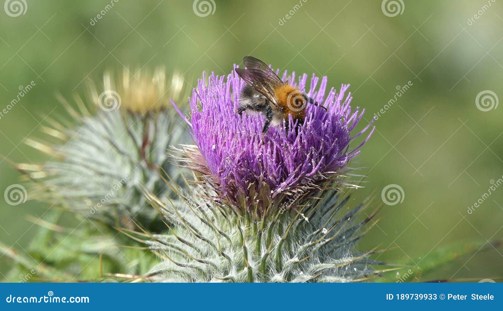 Common Carder Bee on a Scottish Thistle in Field Stock Image - Image of ...
