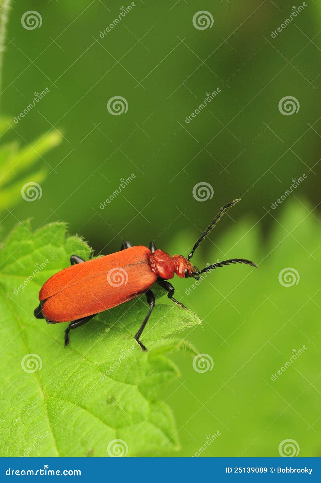Common Cardinal Beetle (Pyrochroa Serraticornis) Stock Image - Image of ...