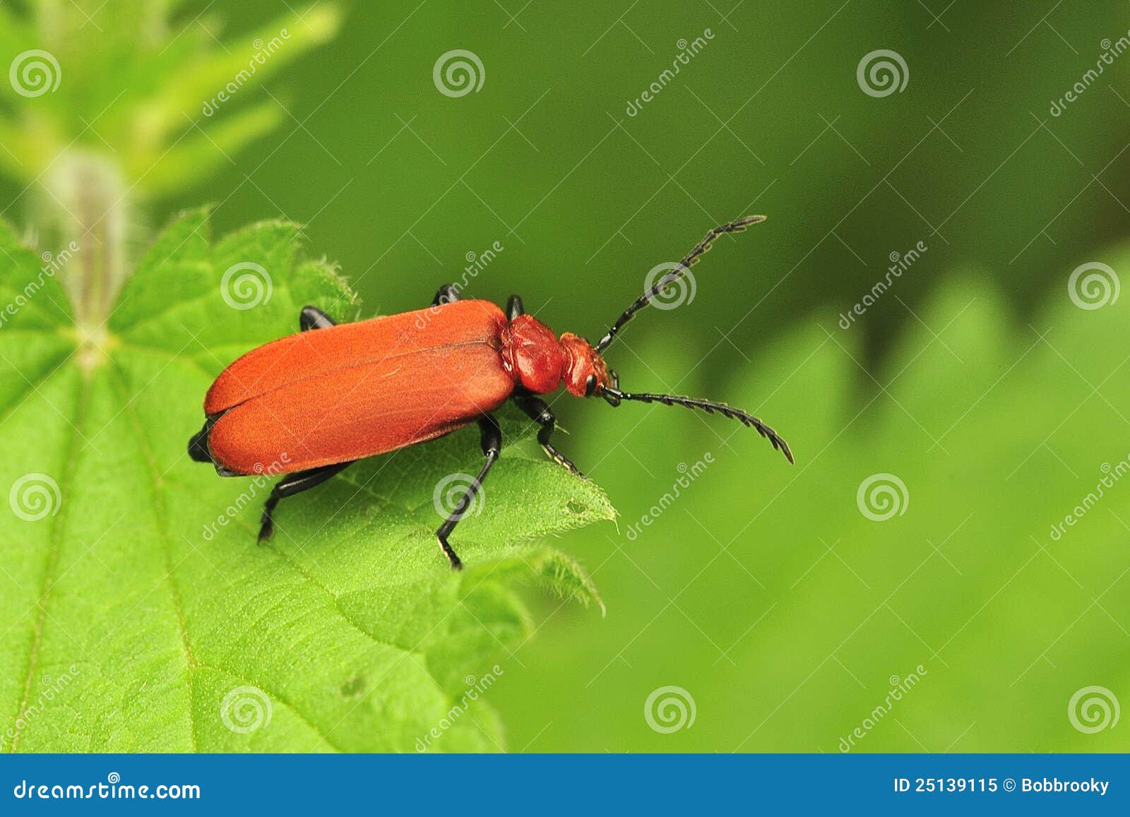 Common Cardinal Beetle (Pyrochroa Serraticornis) Stock Image - Image of ...