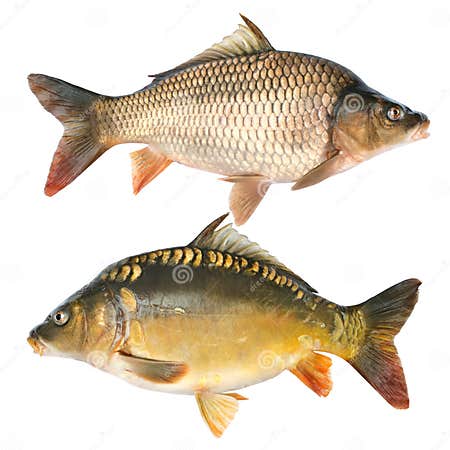 Common carp stock image. Image of close, food, common - 16524697