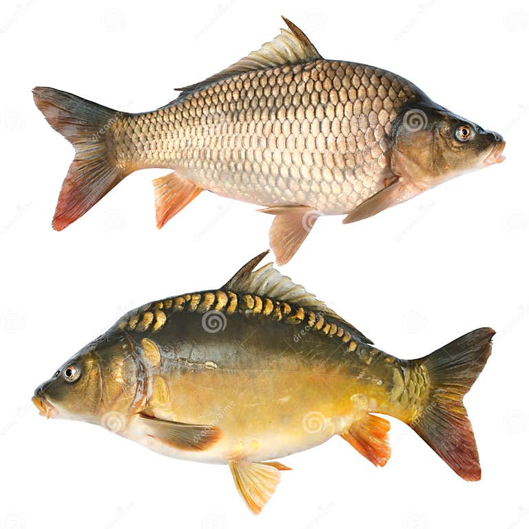 Common carp stock image. Image of close, food, common - 16524697
