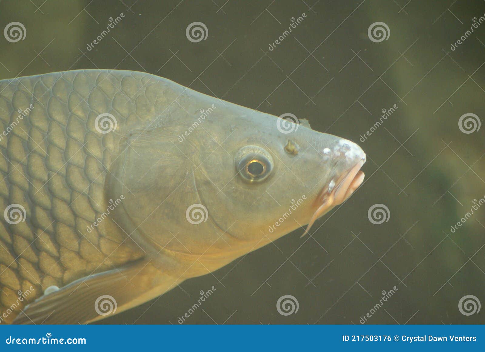 Common carp editorial photo. Image of aquarium, swimming - 217503176