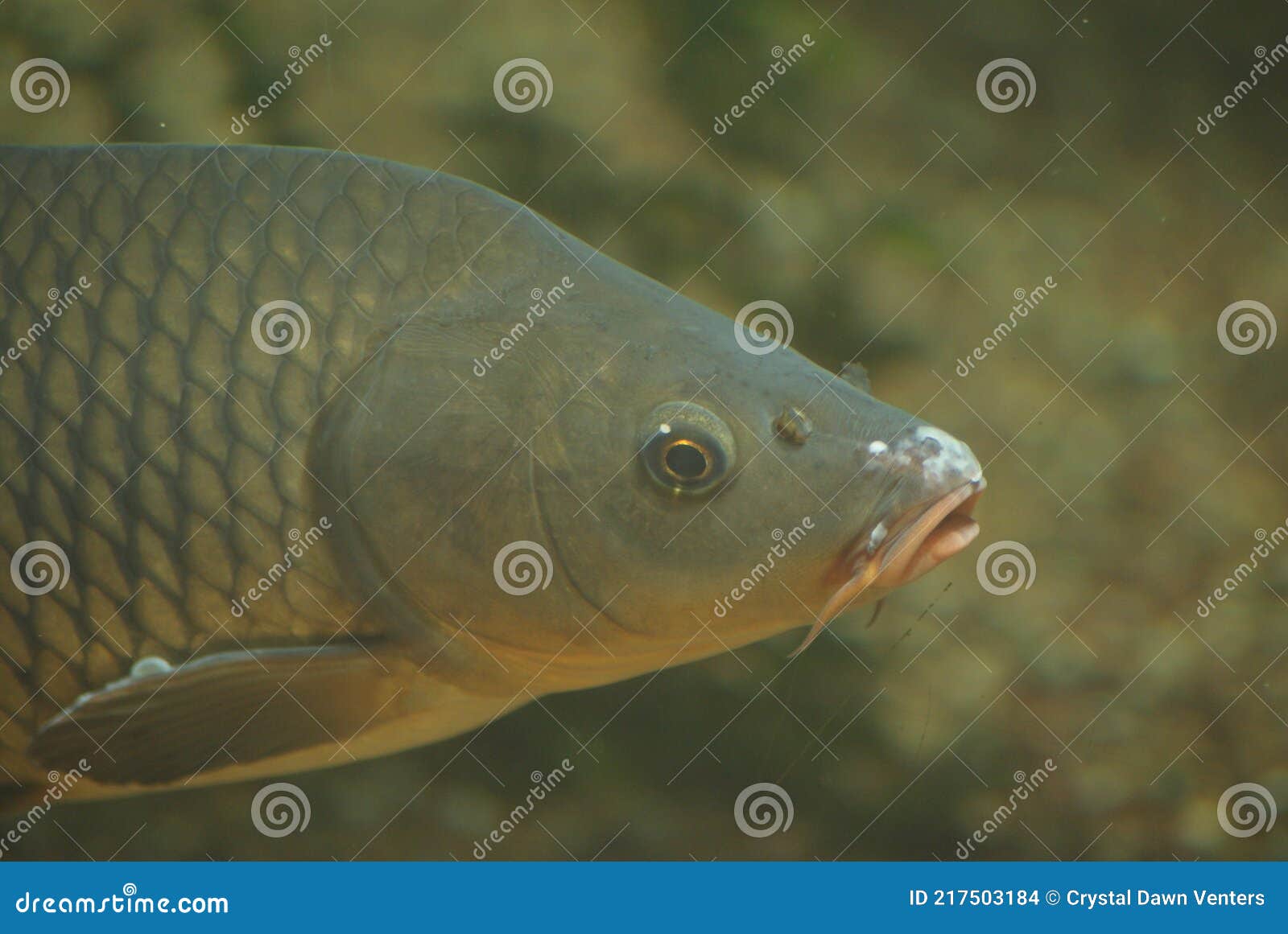 Common carp editorial stock image. Image of carp, cyprinus - 217503184