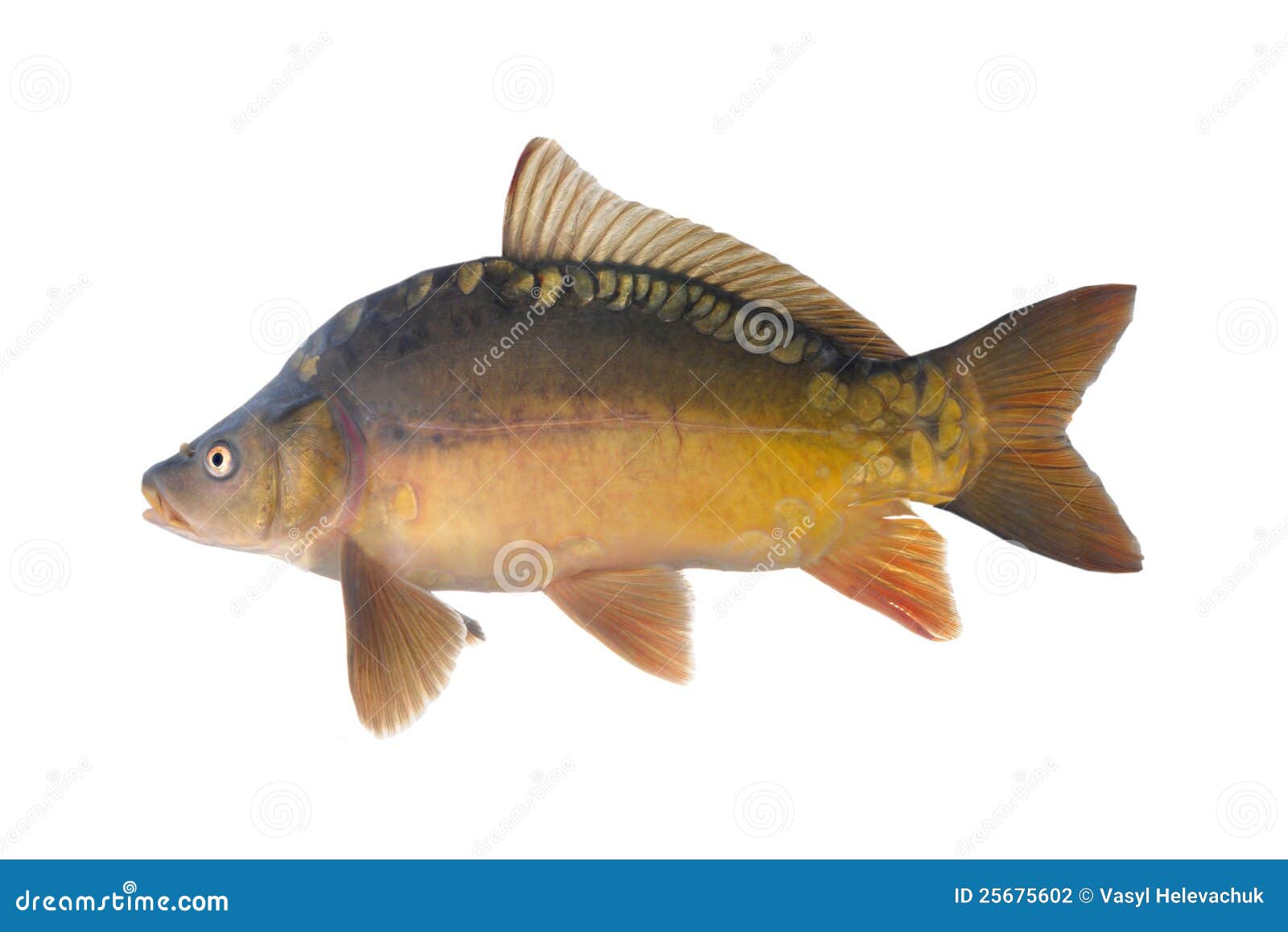 Common carp. stock photo. Image of fish, nature, freshwater - 25675602