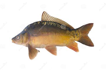 Common carp. stock photo. Image of fish, nature, freshwater - 25675602