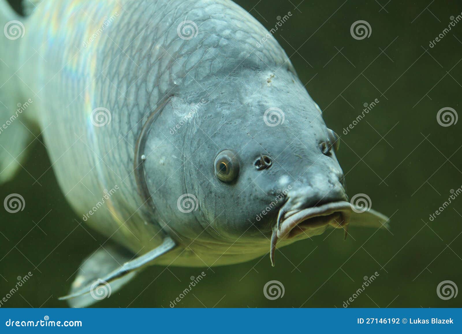 Common carp stock photo. Image of nature, freshwater - 27146192