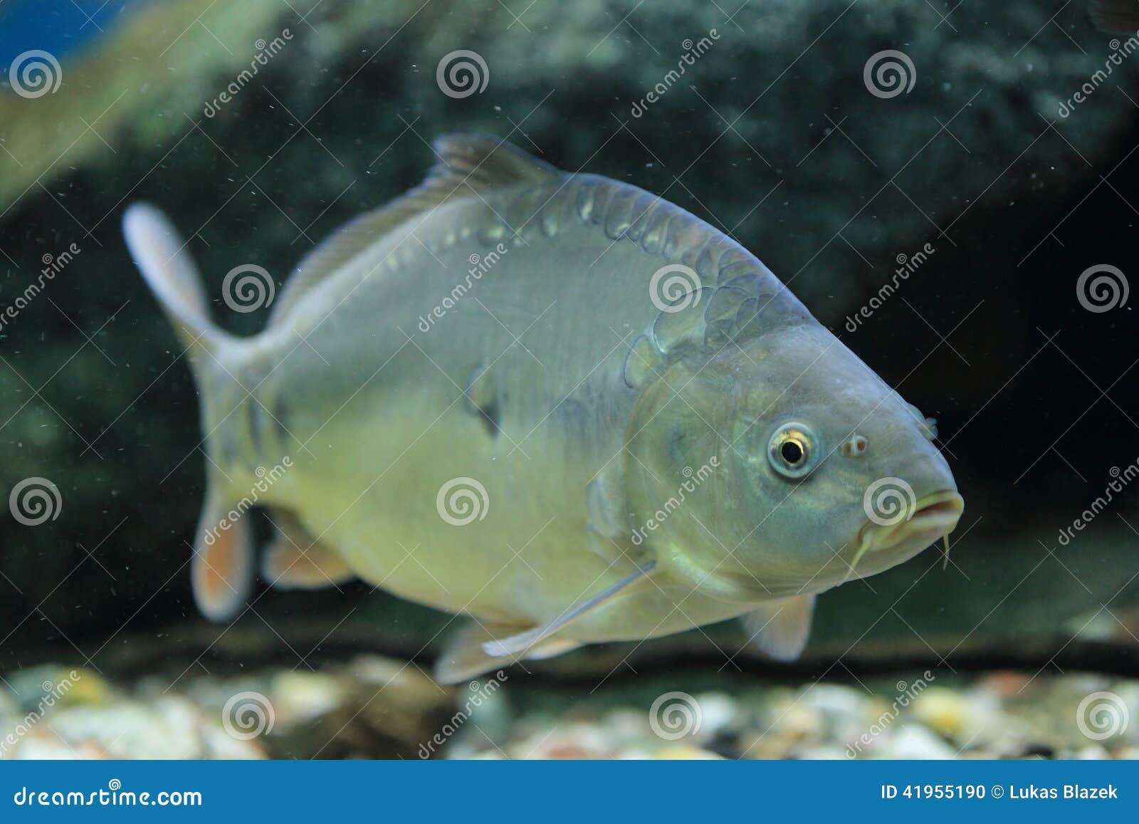 Common carp stock photo. Image of bare, fish, carpio - 41955190