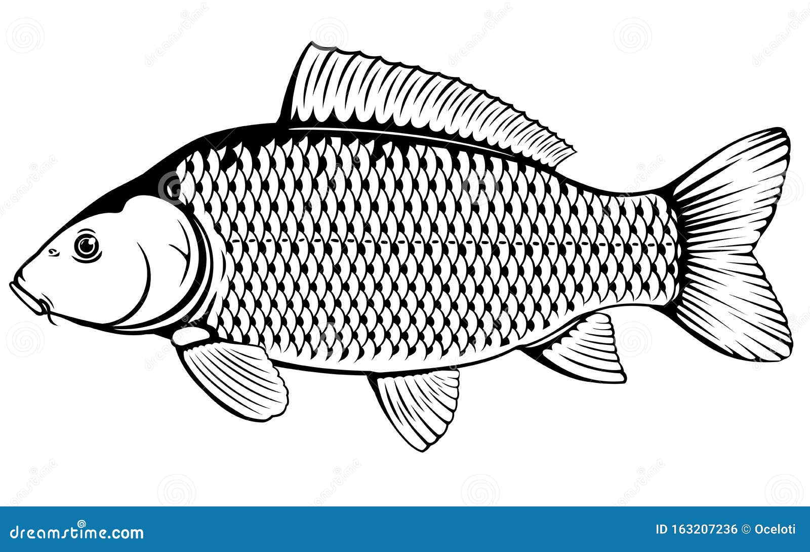Common Carp Black and White Stock Vector - Illustration of cooking ...