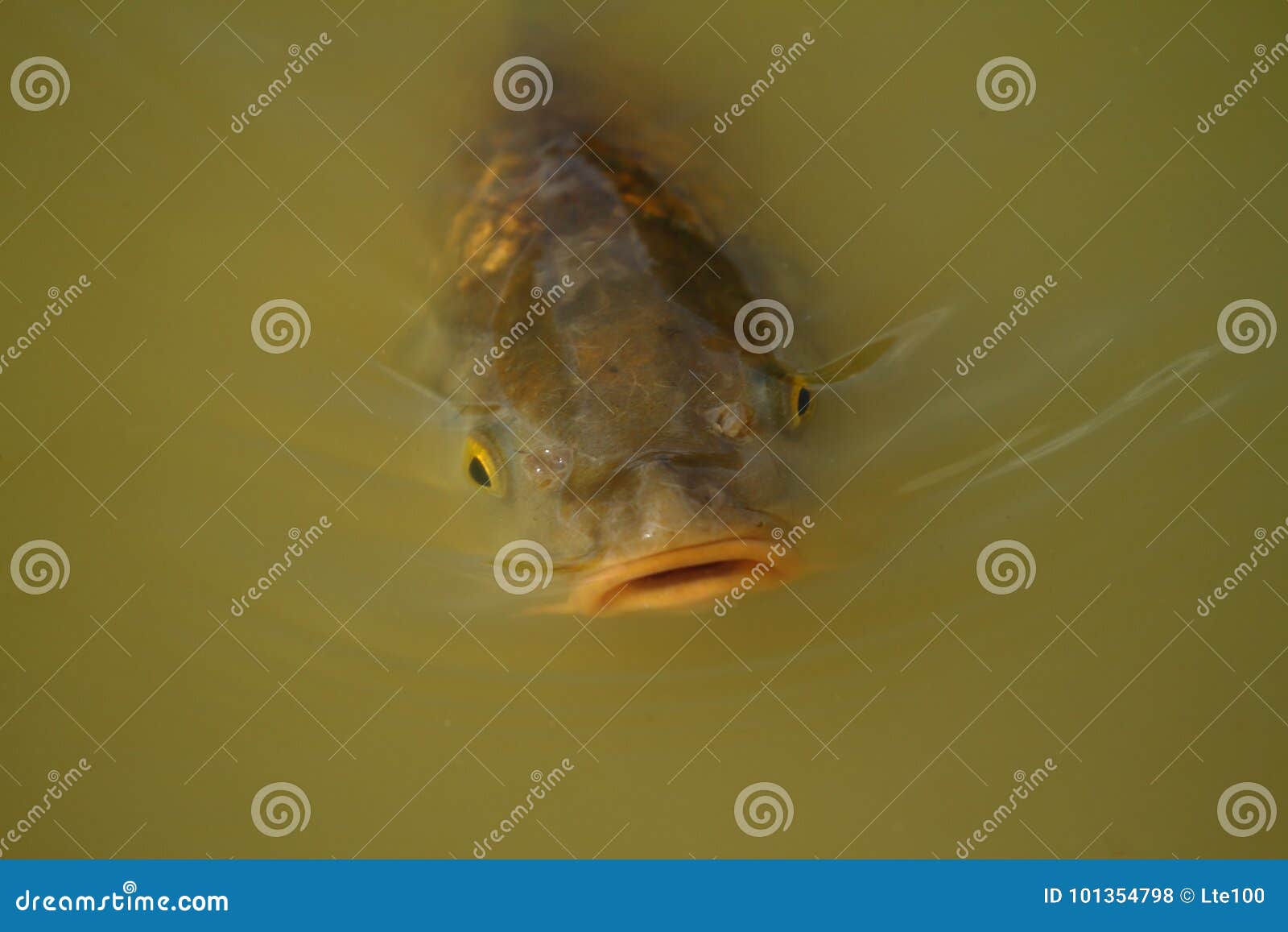 Common Carp stock photo. Image of mouth, carp, fishing - 101354798
