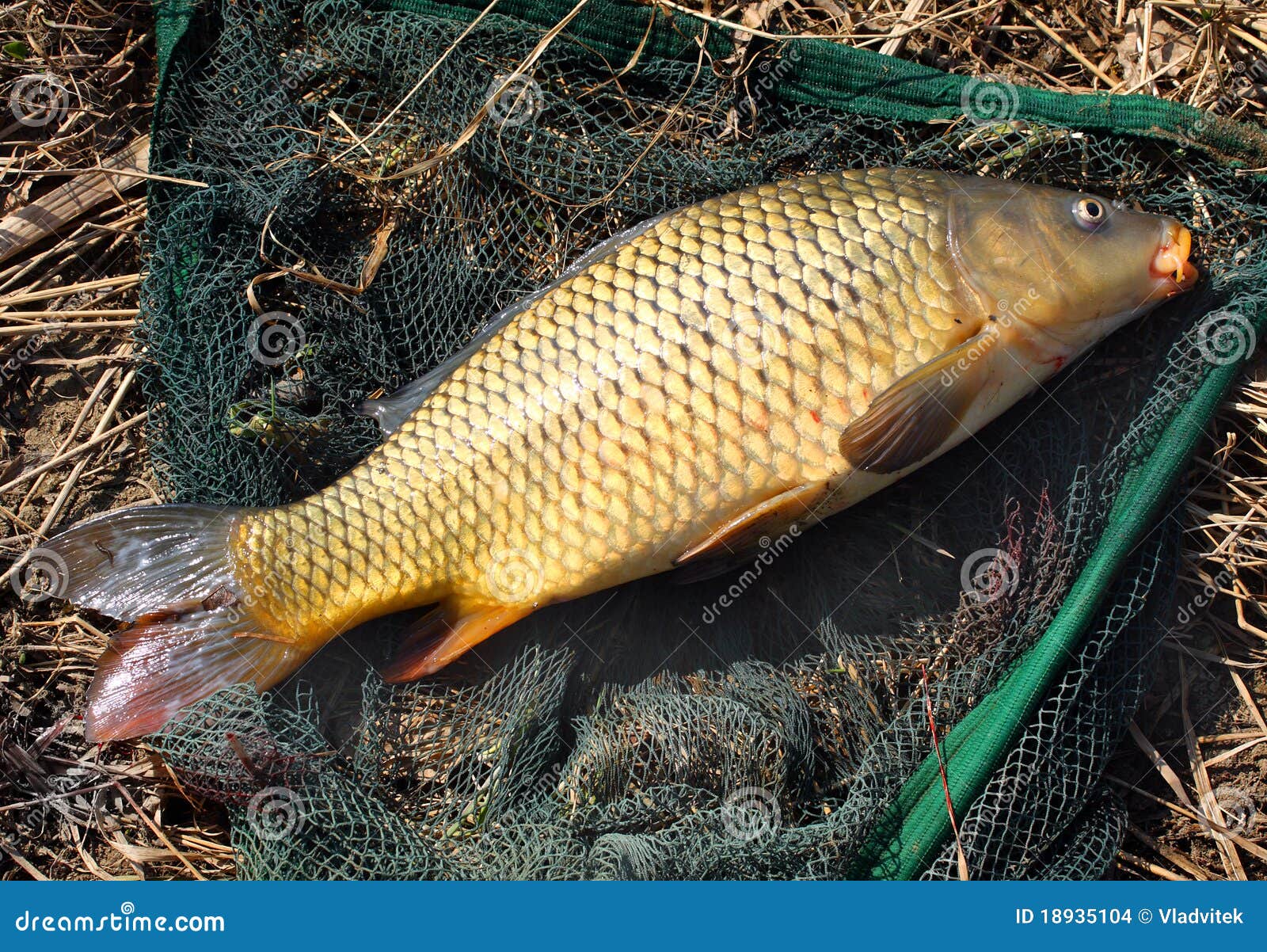 The Common Carp (Cyprinus Carpio) Stock Photo - Image of fish, habitat ...