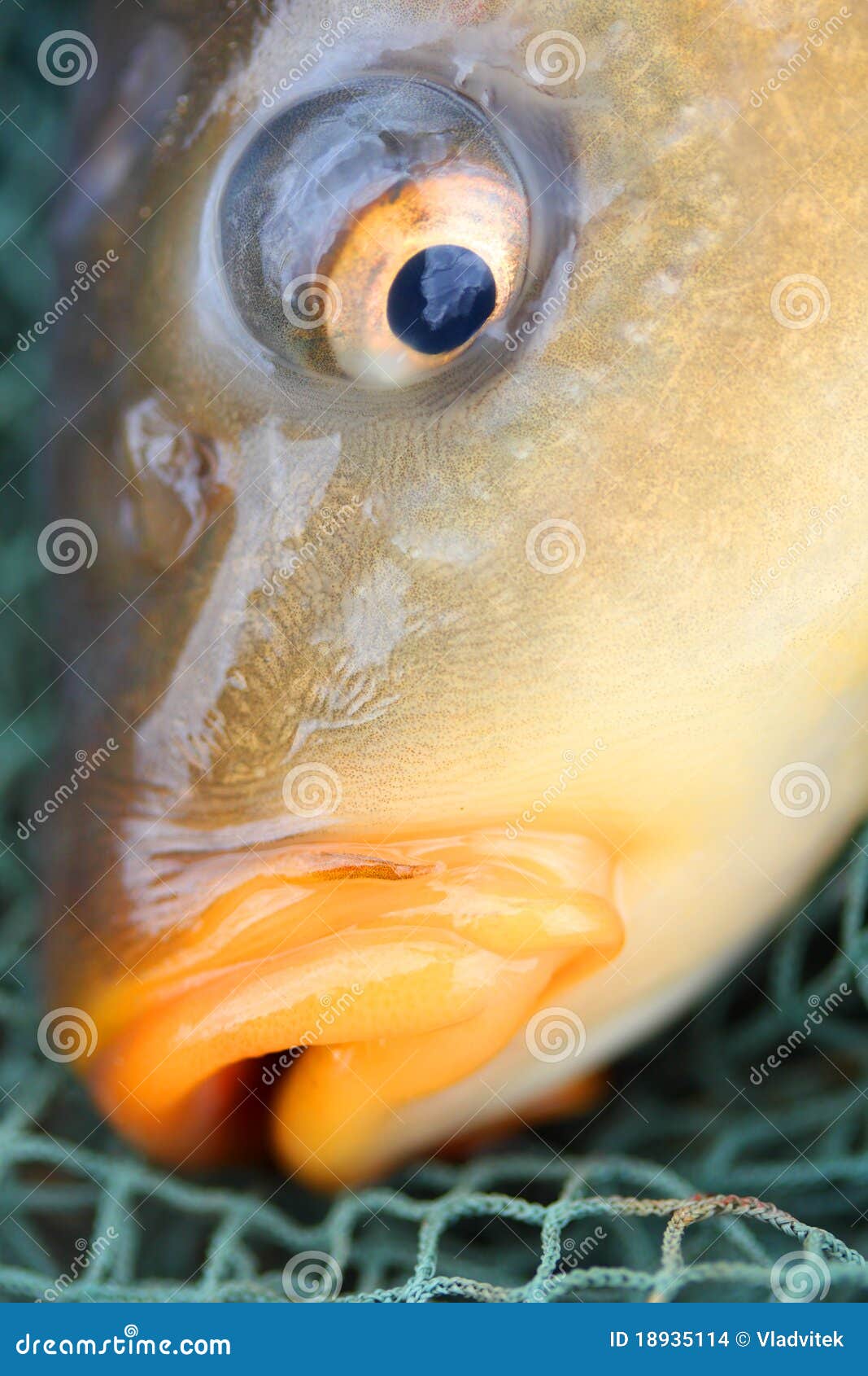 The Common Carp (Cyprinus Carpio) Stock Photo - Image of angling ...