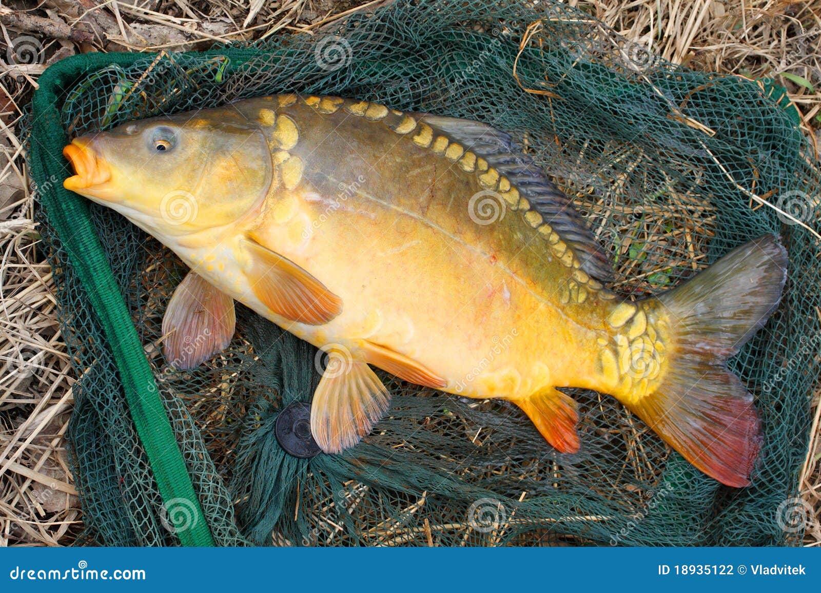 The Common Carp (Cyprinus Carpio) Stock Photo - Image of detail, level ...