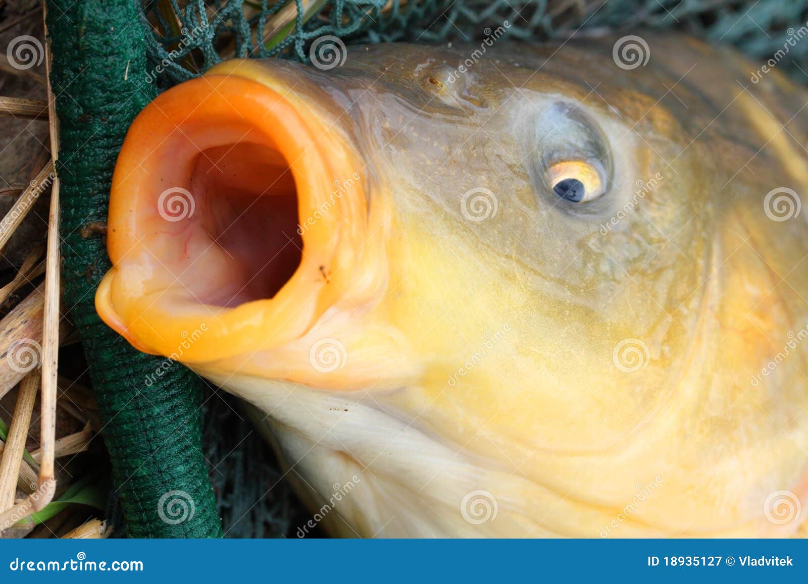 The Common Carp (Cyprinus Carpio) Stock Image - Image of lake ...