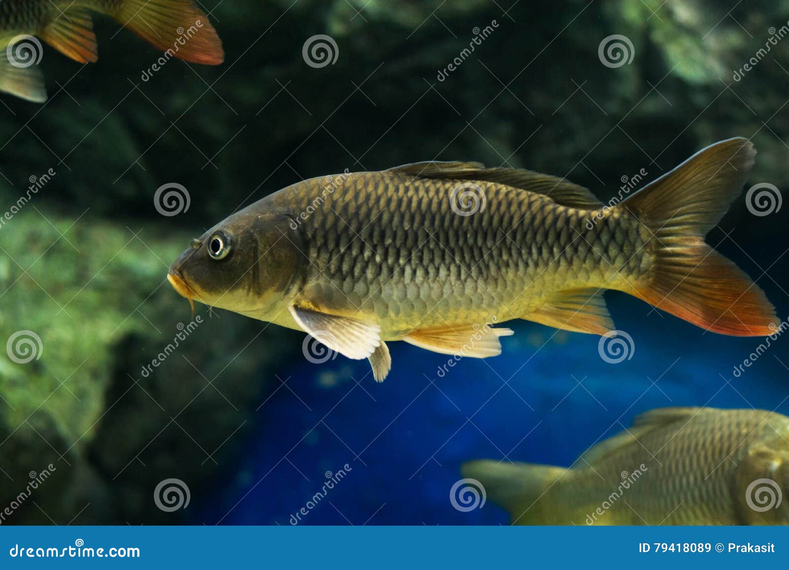 The Common Carp Cyprinus Carpio Stock Image - Image of carp, hobby ...