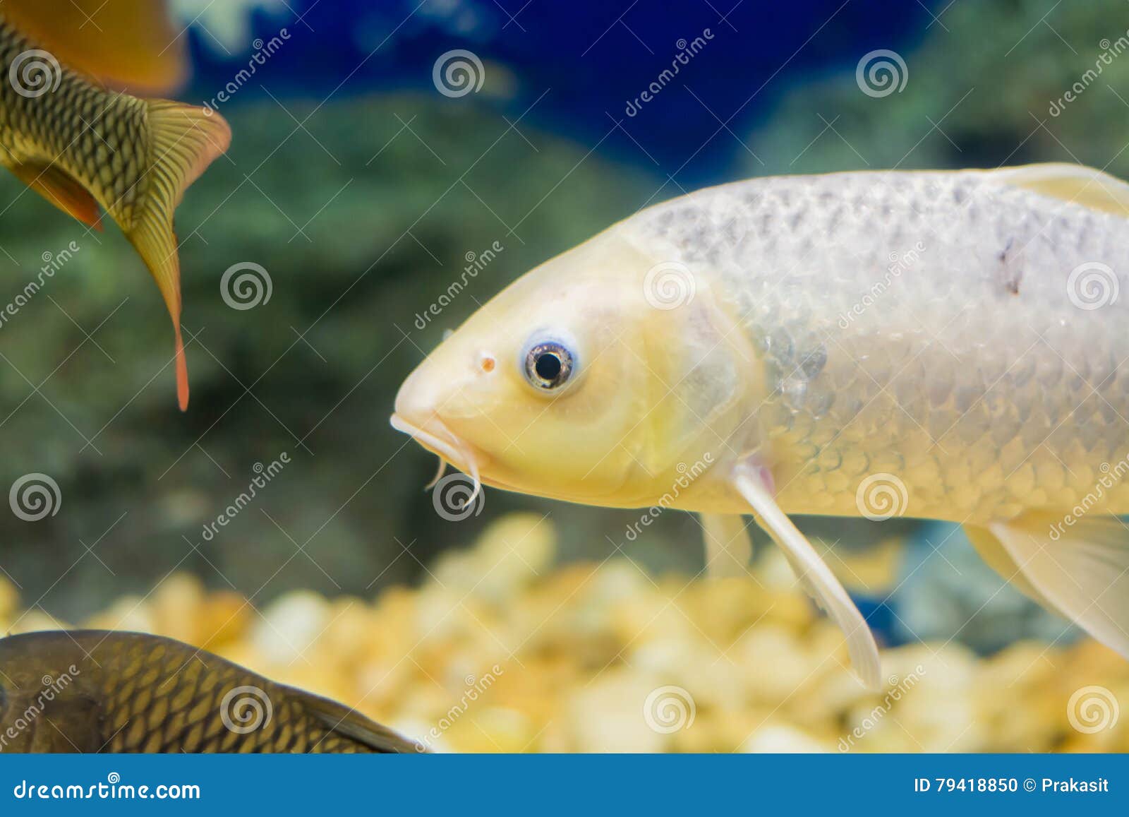 The Common Carp Cyprinus Carpio Stock Photo - Image of fishing, caprio ...