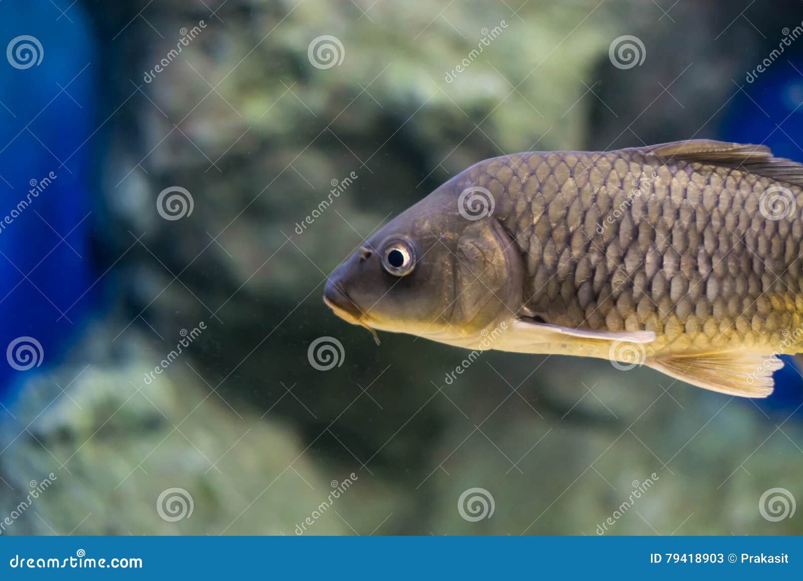 The Common Carp Cyprinus Carpio Stock Image - Image of fresh, caprio ...