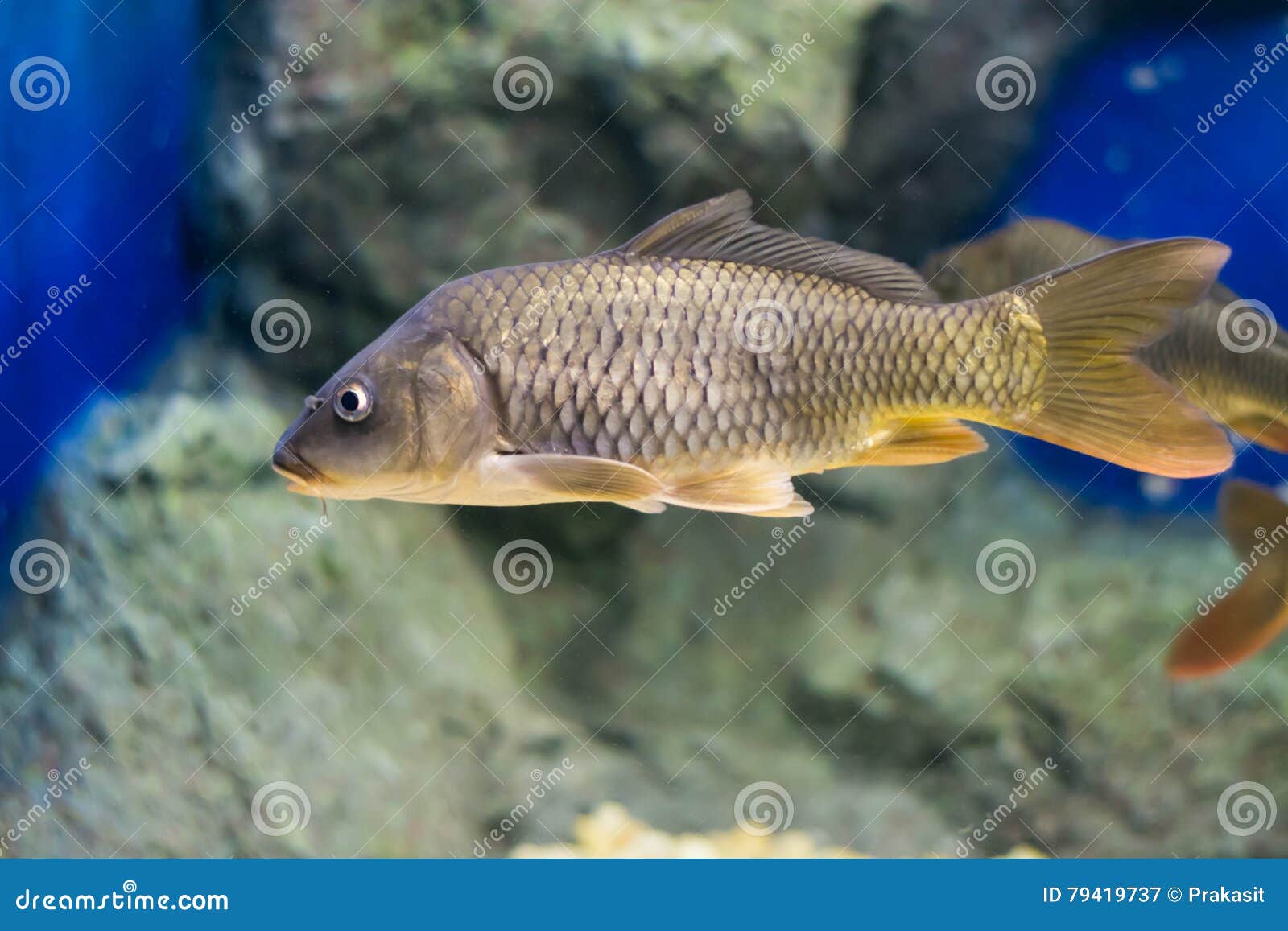 The Common Carp Cyprinus Carpio Stock Image - Image of czech, angling ...