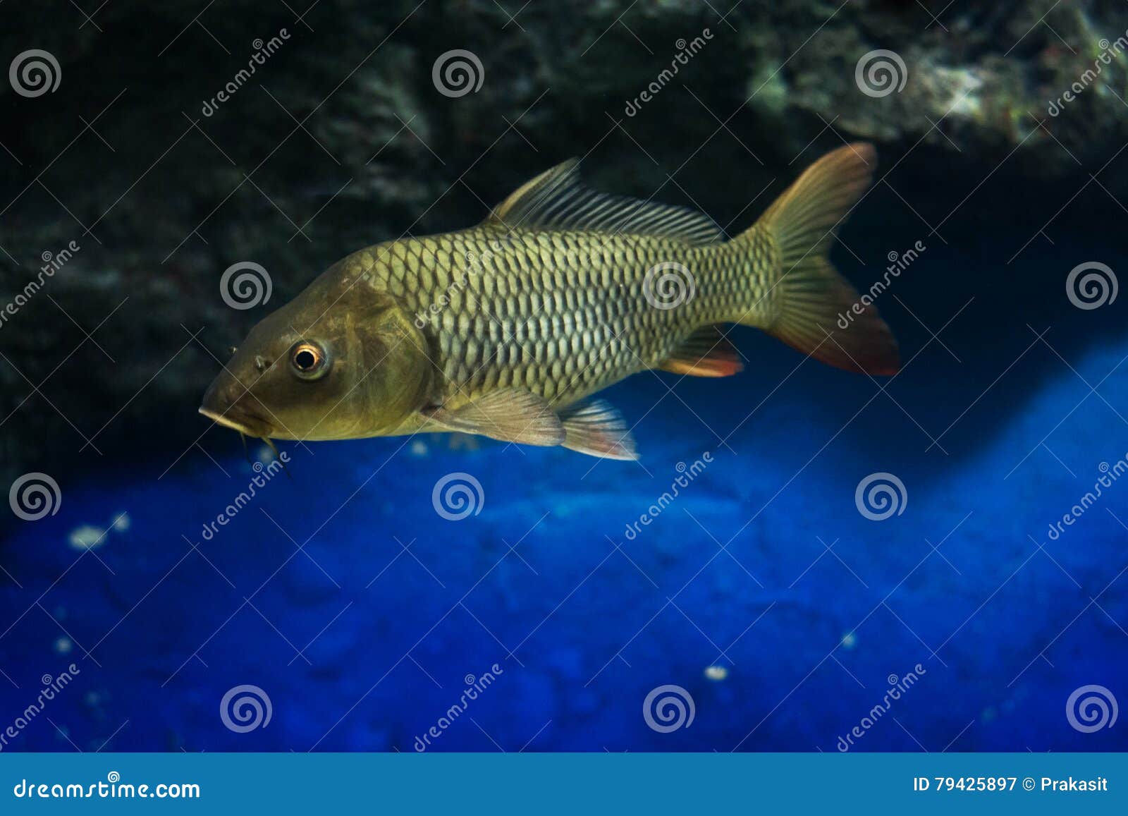 The Common Carp Cyprinus Carpio Stock Image - Image of autumn, cyprinus ...