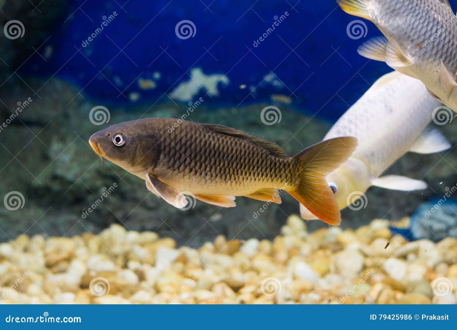 The Common Carp Cyprinus Carpio Stock Photo - Image of agriculture ...