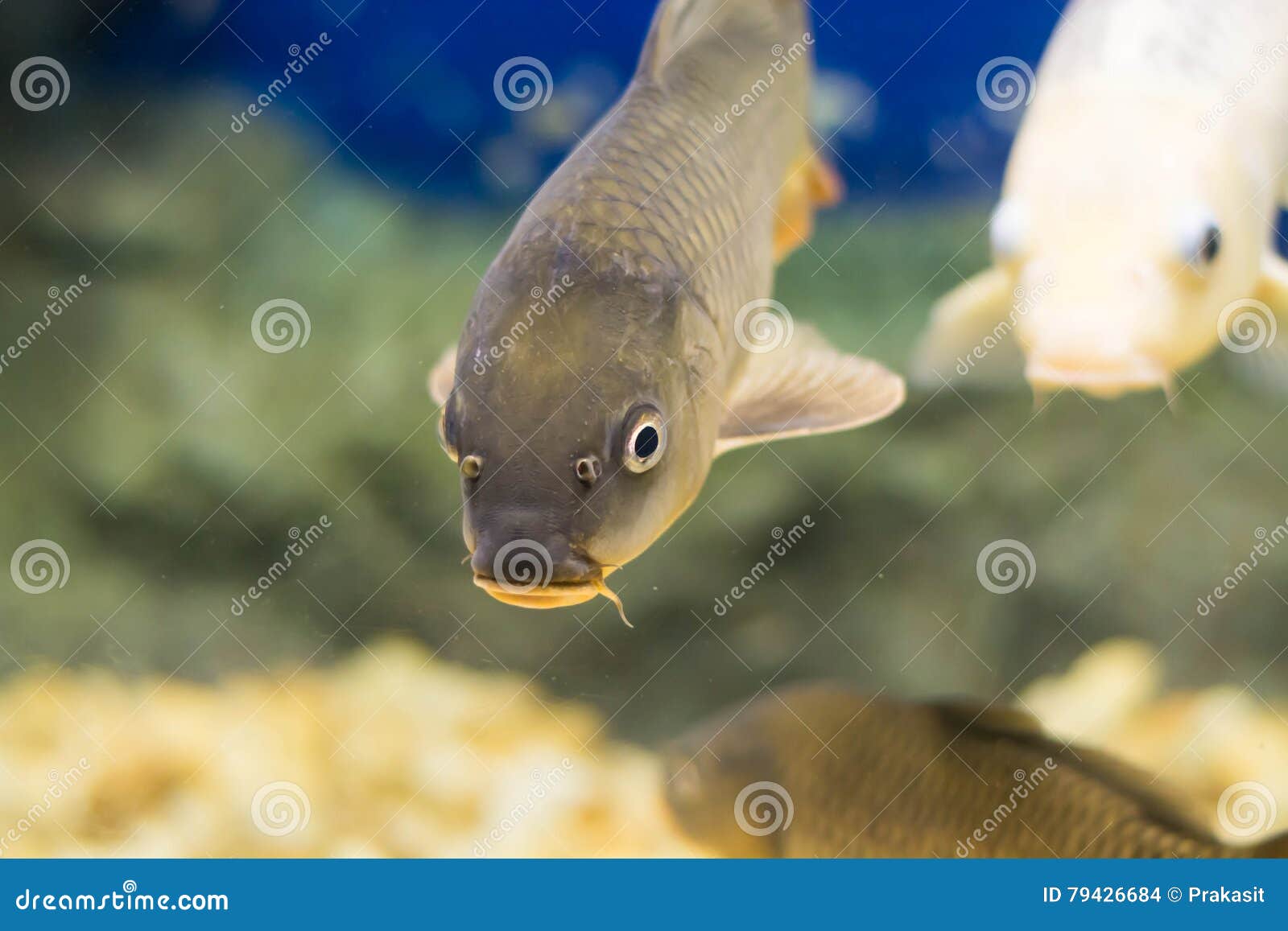 The Common Carp Cyprinus Carpio Stock Photo - Image of healthy ...