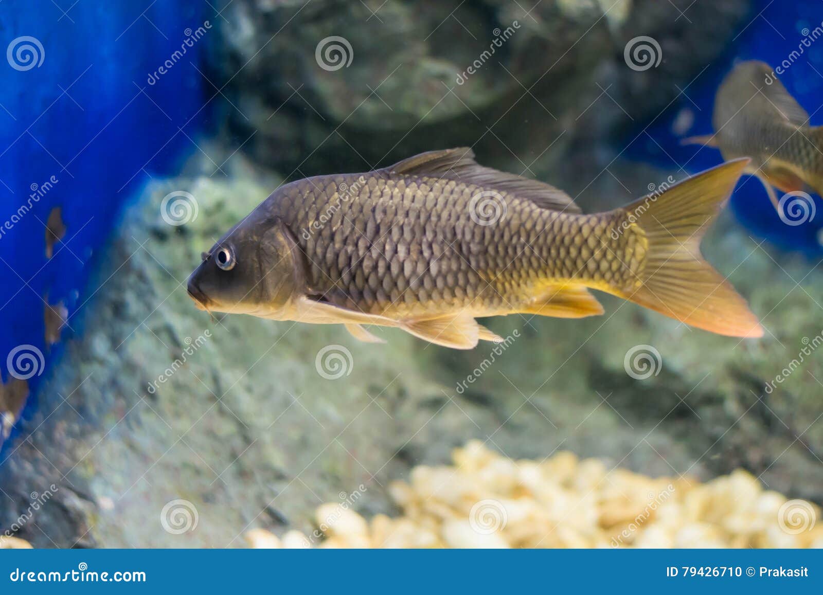 The Common Carp Cyprinus Carpio Stock Photo - Image of harvest, caprio ...