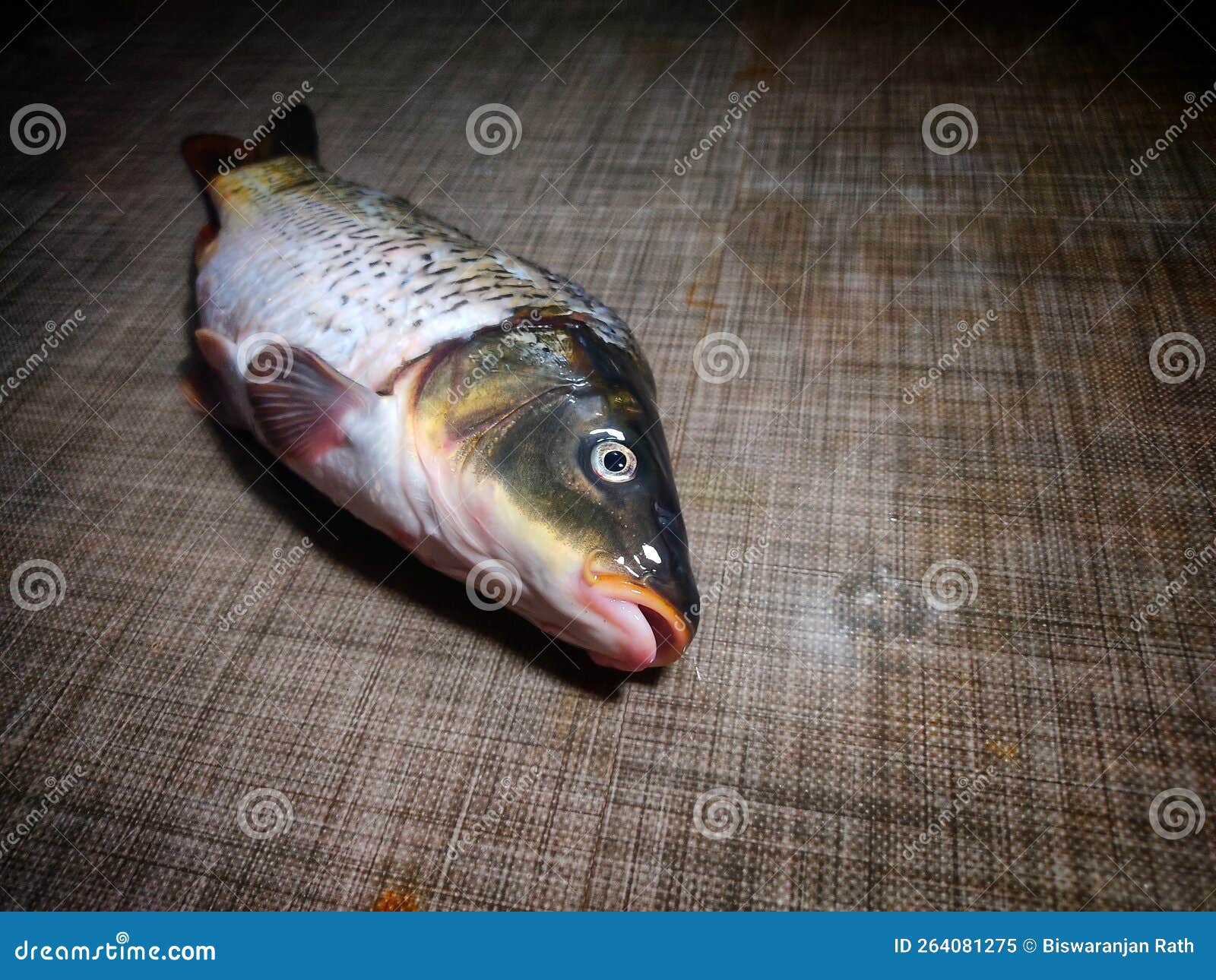 Common Carp Cyprinus Carpio Fish Lying on Ground Stock Image - Image of ...