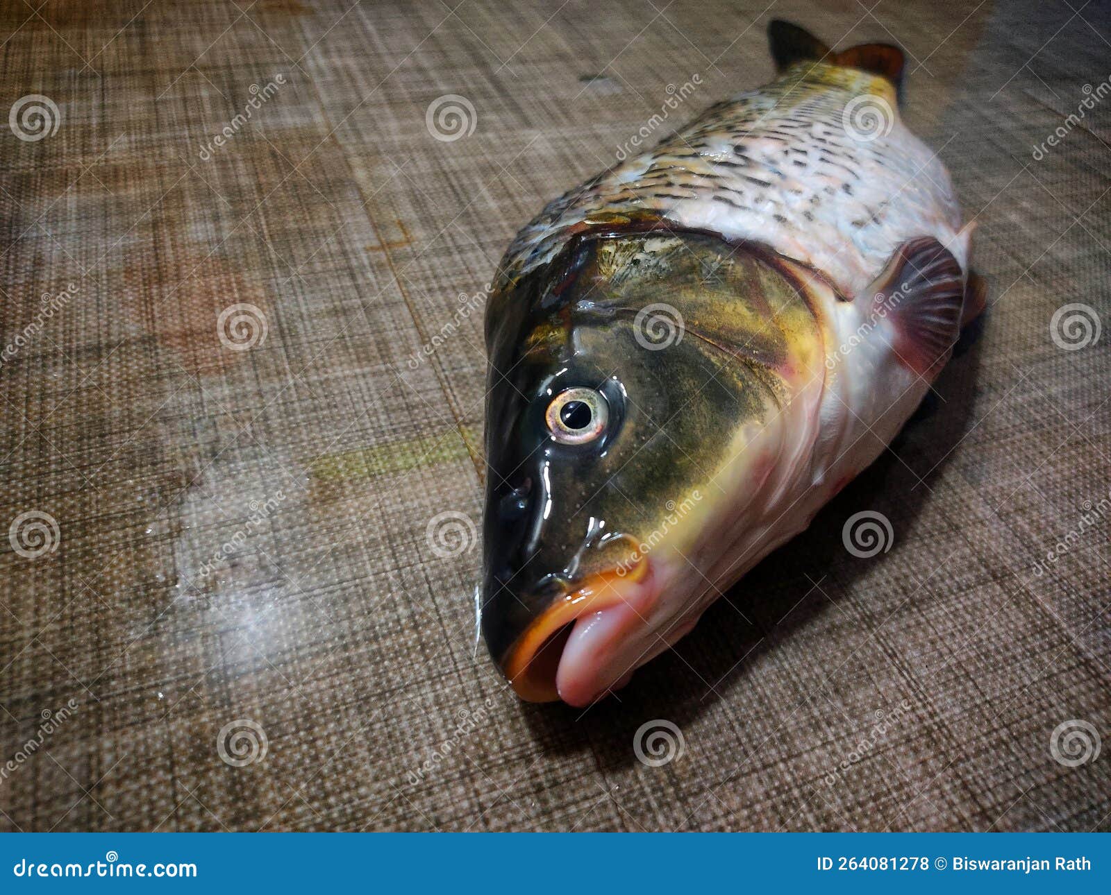 Common Carp Cyprinus Carpio Fish Lying on Ground Stock Photo - Image of ...