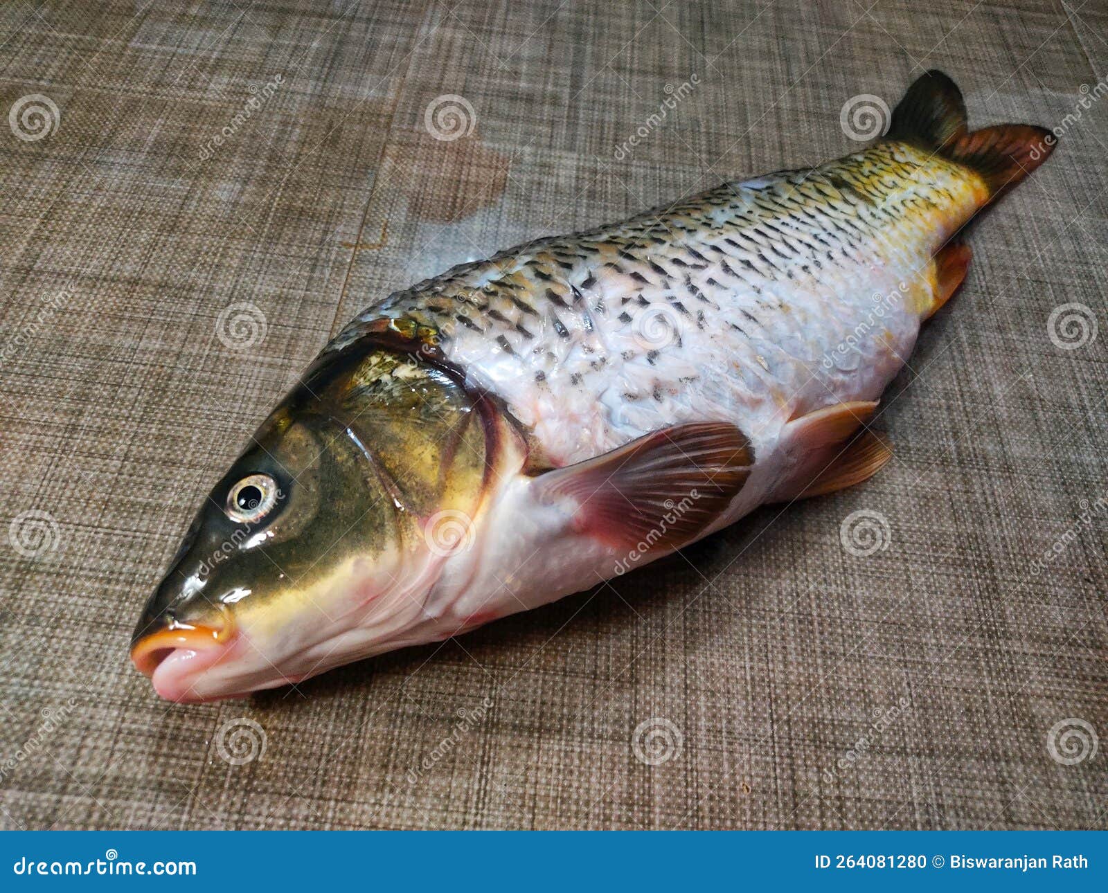 Common Carp Cyprinus Carpio Fish Lying on Ground Stock Photo - Image of ...