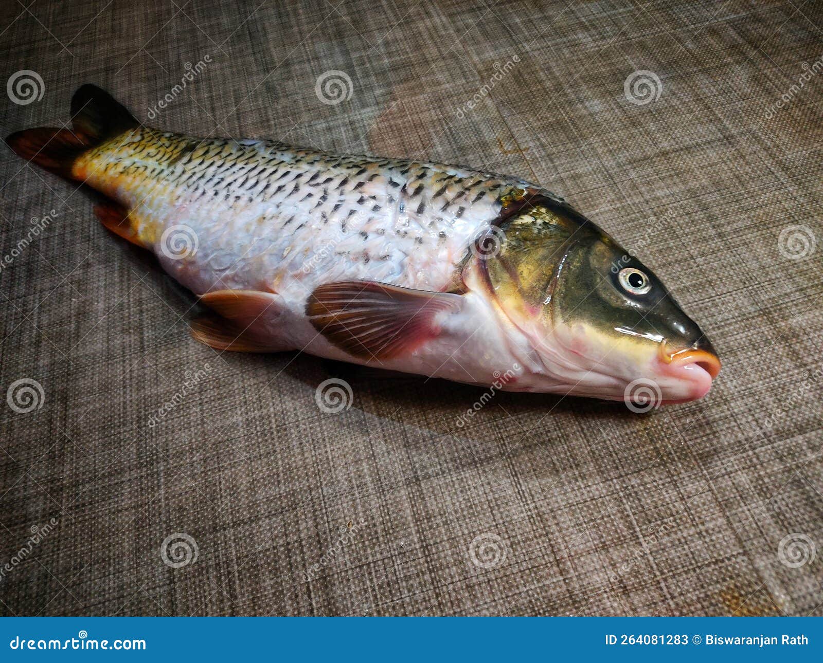 Common Carp Cyprinus Carpio Fish Lying on Ground Stock Image - Image of ...