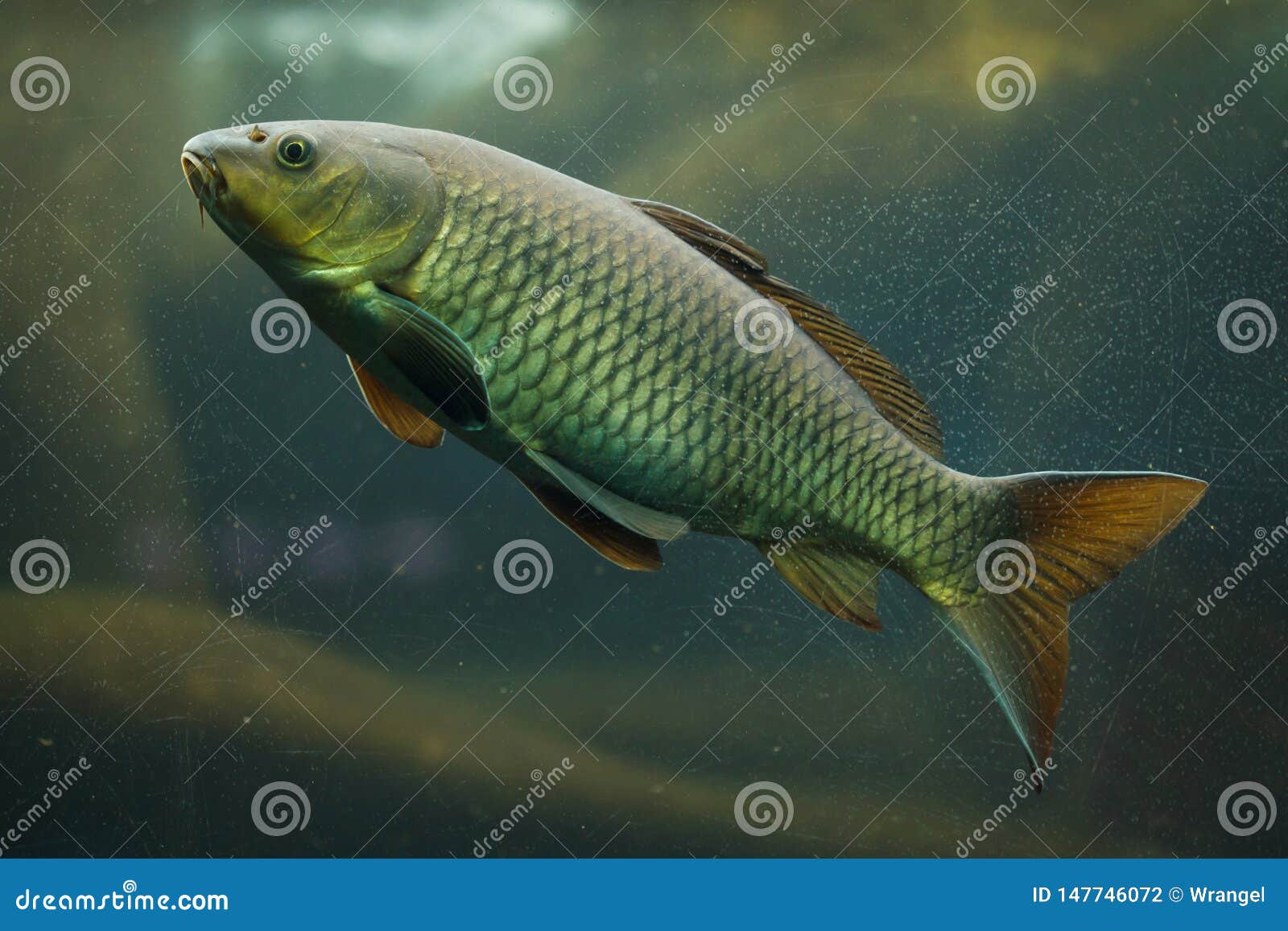 Common Carp Cyprinus Carpio Stock Photo - Image of food, lake: 147746072