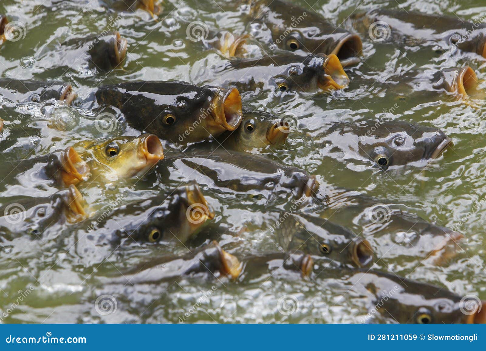 Common Carp, Cyprinus Carpio, Group with Open Mouth, Asking for Food ...